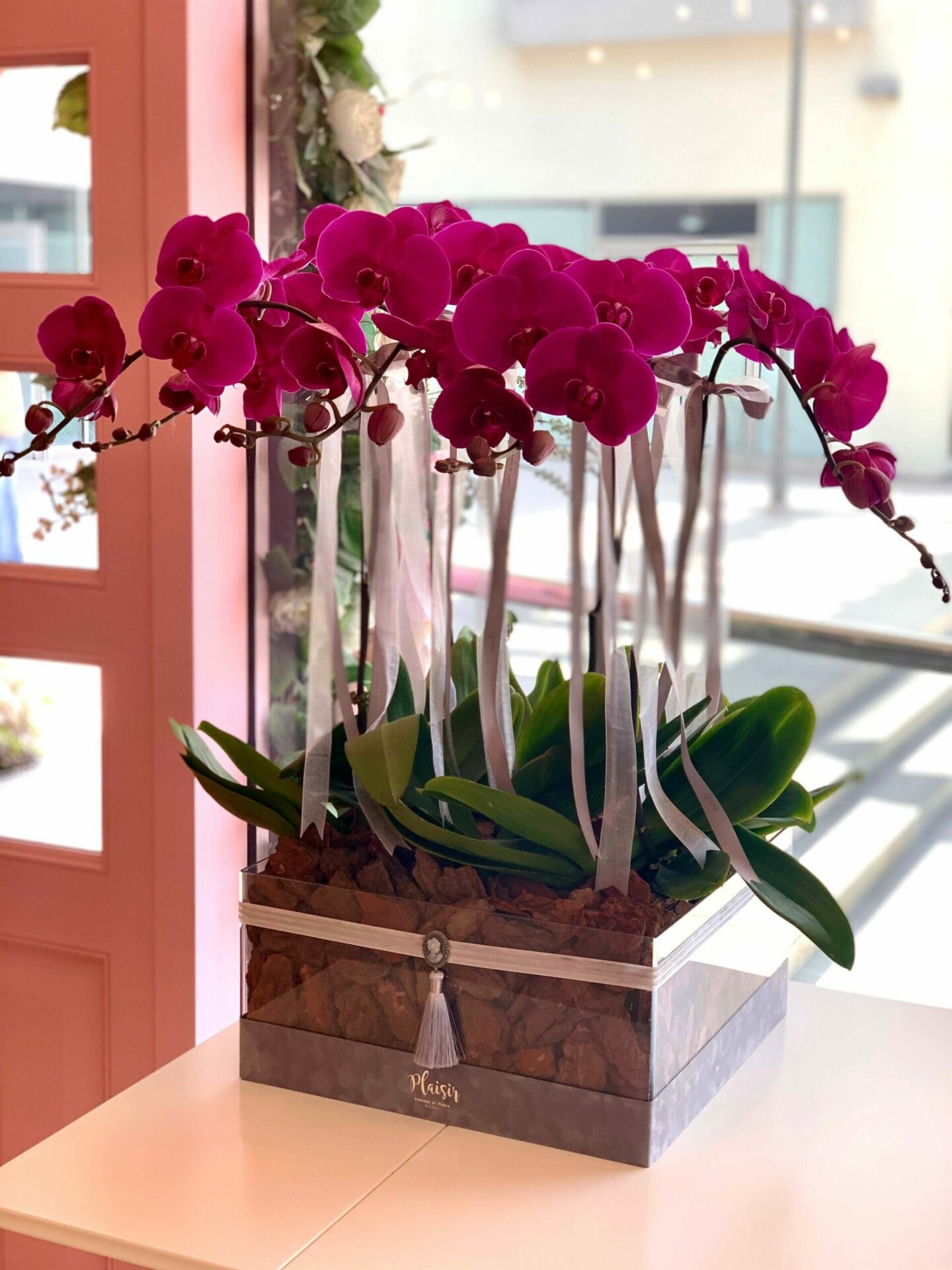 Orchid Flowers | Orchid Gift Sets | Orchid Flower Arrangement – Plaisir ...