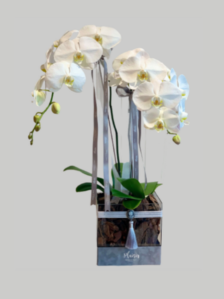 Orchids Acrylic Square - White – Plaisir Cadeaux et Fleurs